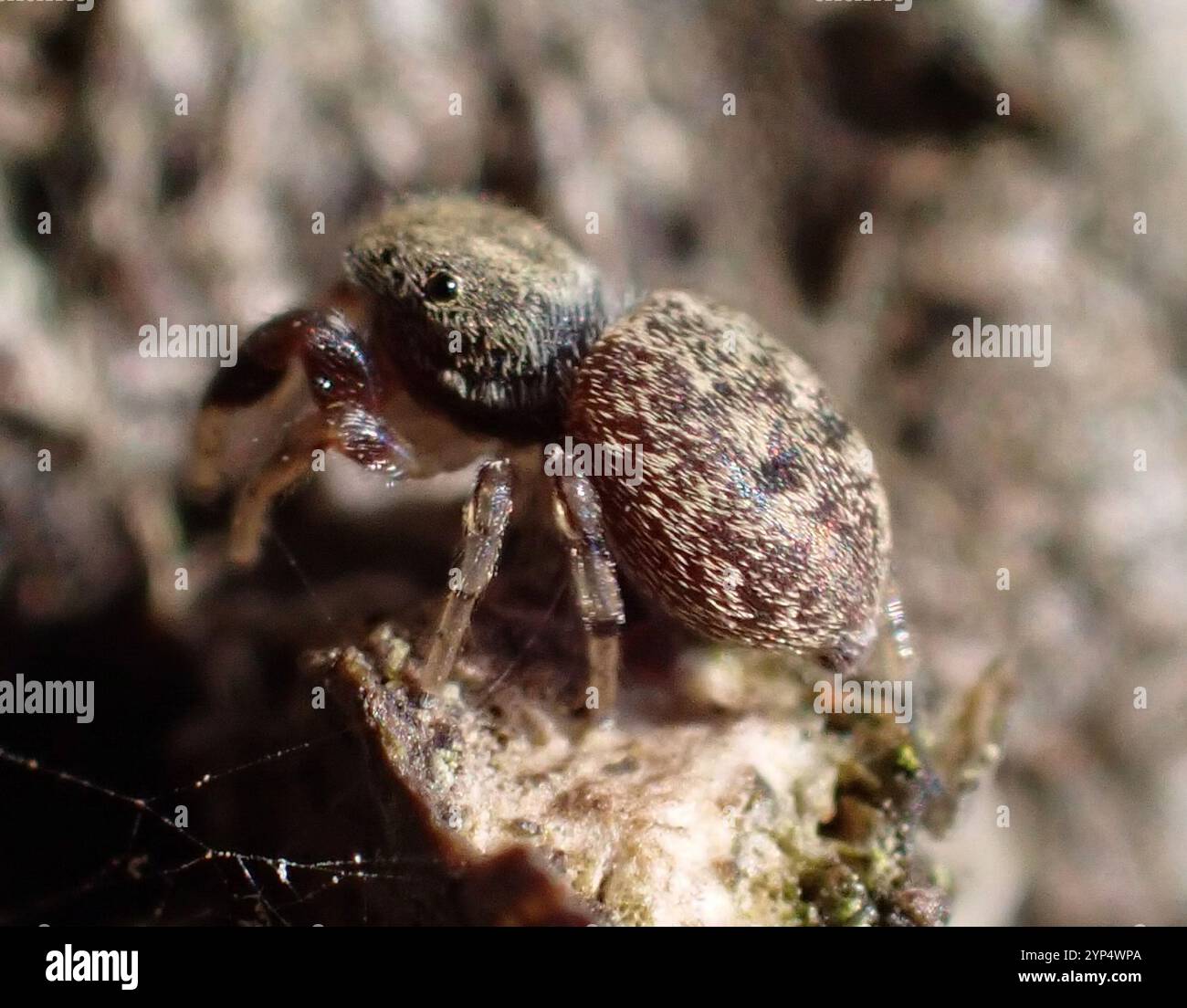 Oak Jumping Spider (Ballus chalybeius Stock Photo - Alamy