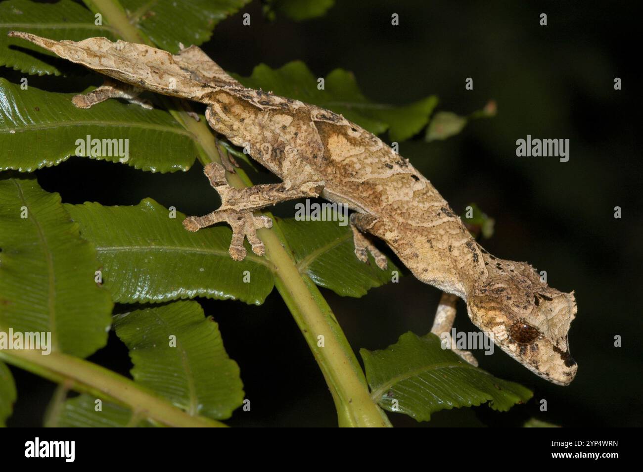Mount Ambre Leaf-tailed Gecko (Uroplatus finiavana Stock Photo - Alamy