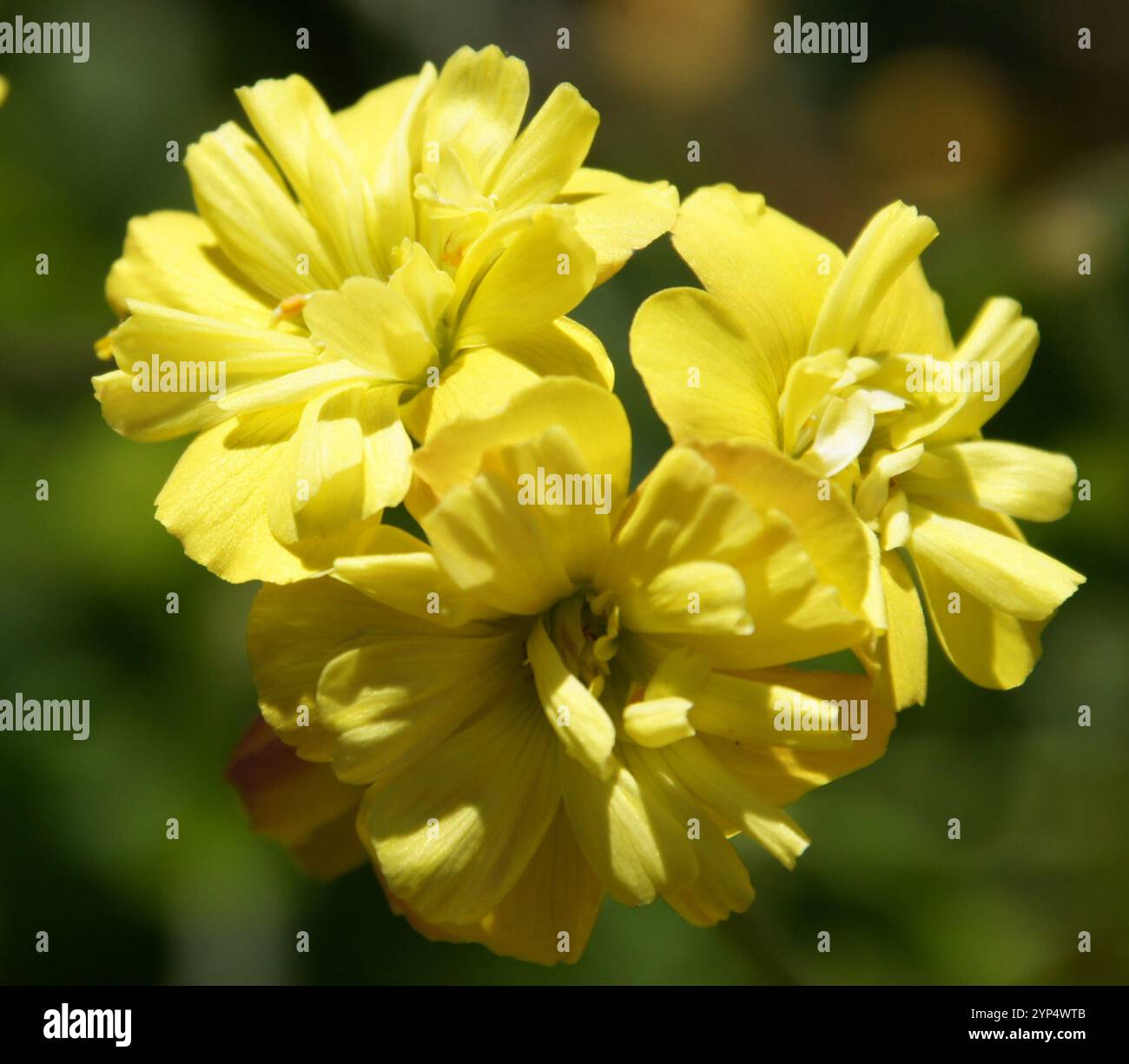 Doubled Goatfoot Sorrel (Oxalis pes-caprae pleniflora Stock Photo - Alamy
