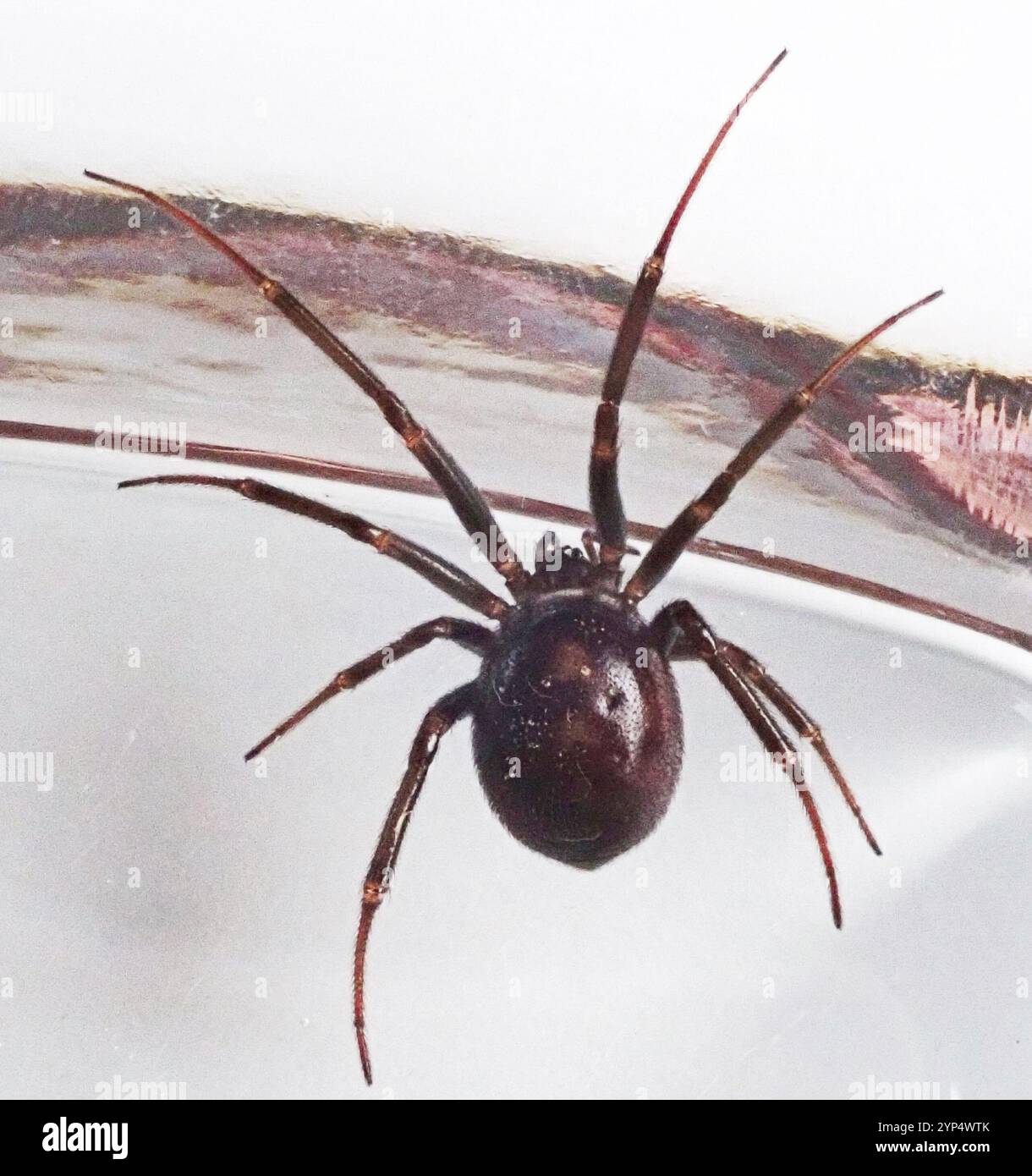 False Black Widow (Steatoda grossa Stock Photo - Alamy