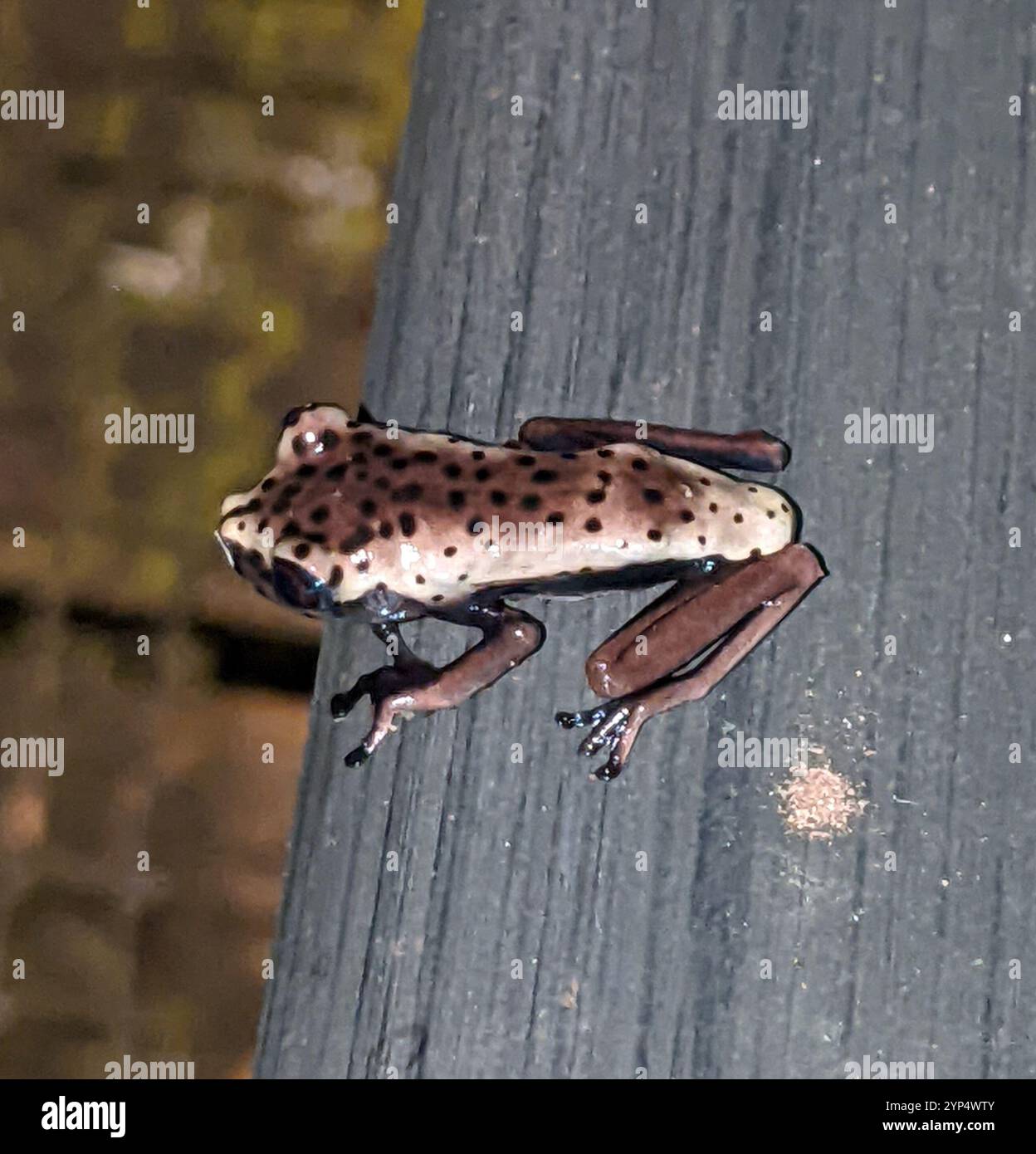 Map Tree Frog (Boana geographica Stock Photo - Alamy
