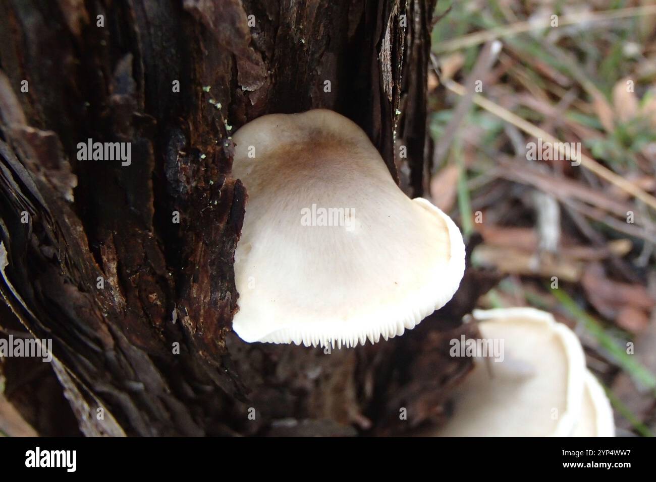 ghost fungus (Omphalotus nidiformis Stock Photo - Alamy