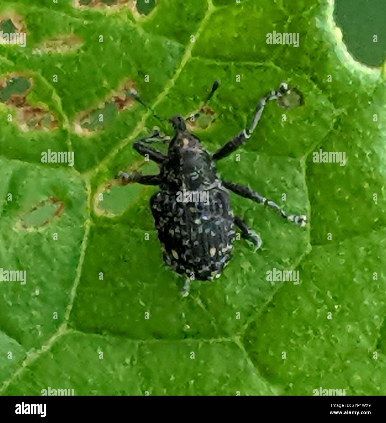 True Weevils (Curculionidae Stock Photo - Alamy