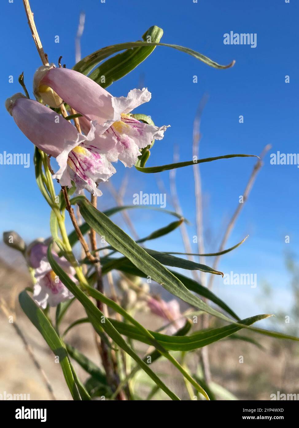 Desert willow chilopsis linearis hi-res stock photography and images ...