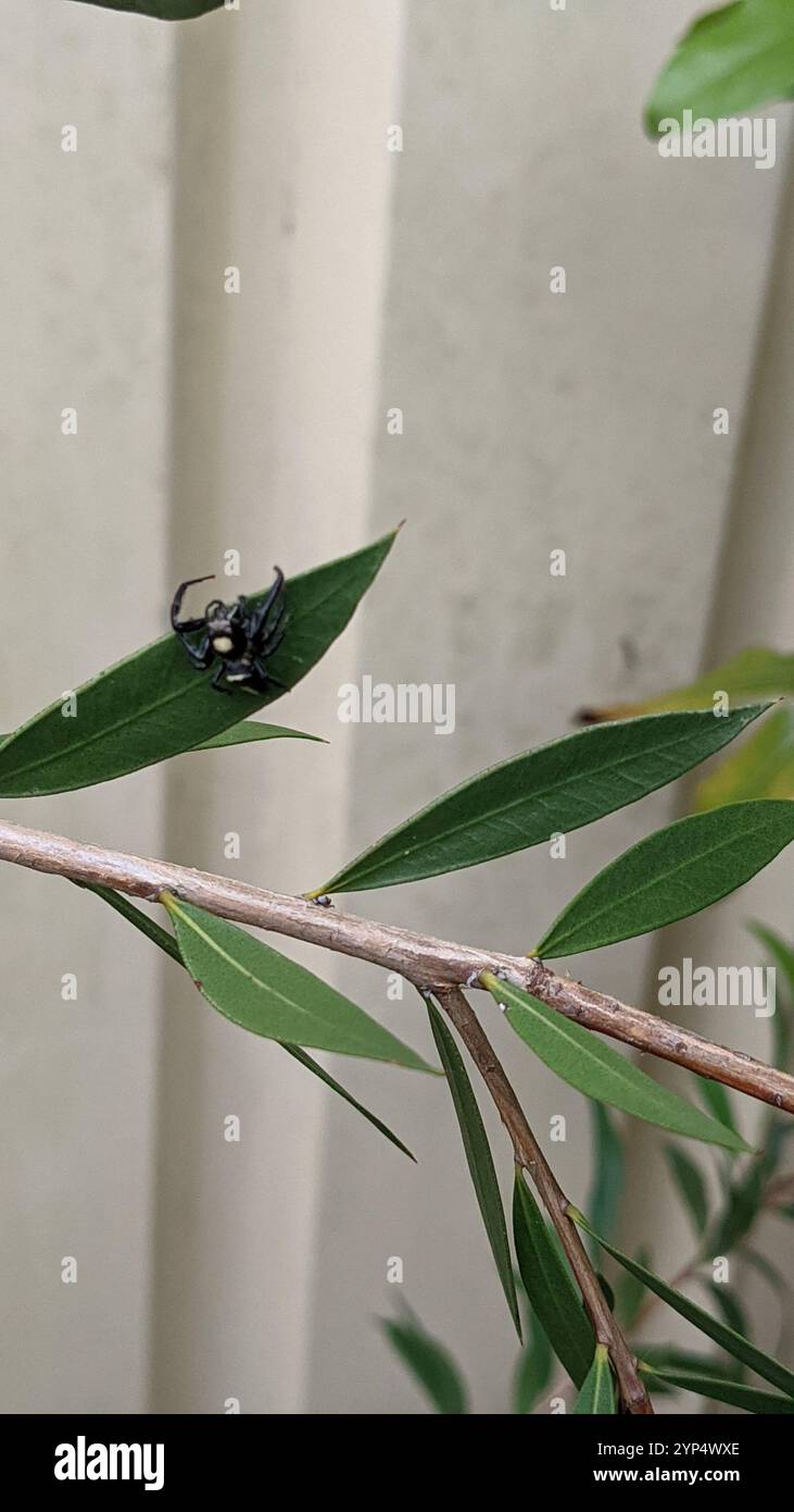 Garden Jumping Spiders (Opisthoncus Stock Photo - Alamy