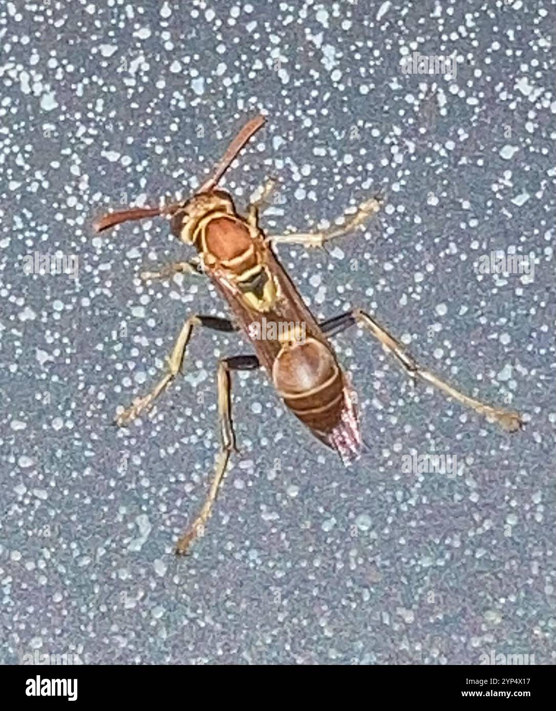 Mexican Paper Wasp (Mischocyttarus mexicanus Stock Photo - Alamy