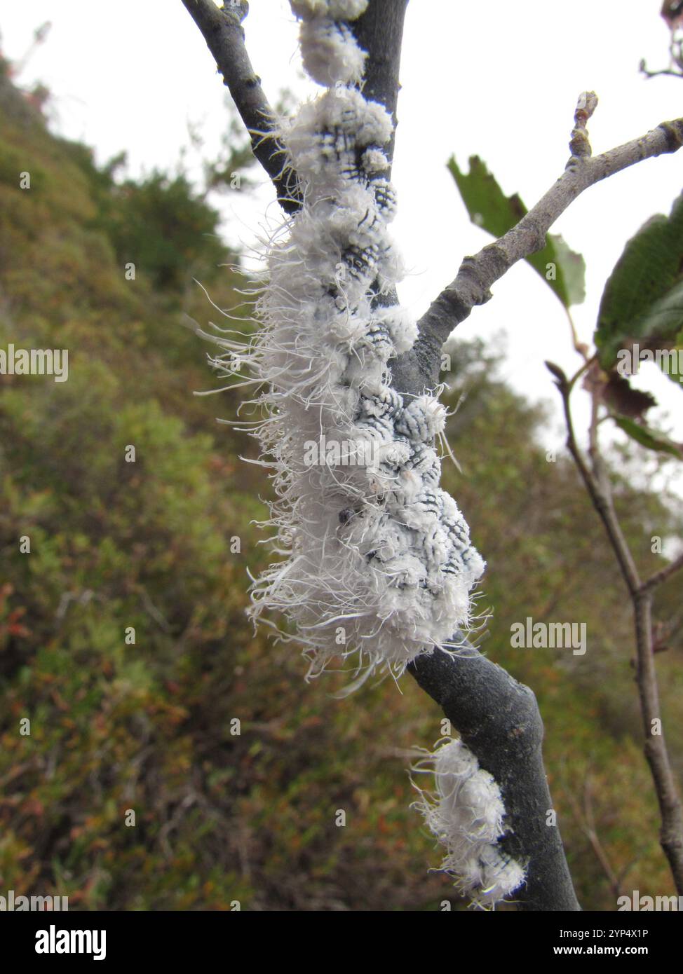 Woolly Aphids (Prociphilus Stock Photo - Alamy