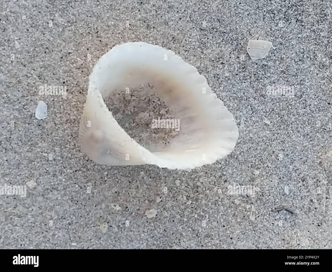 Chemnitz's ark clam (Anadara chemnitzii Stock Photo - Alamy