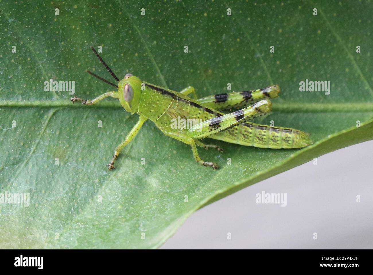 Giant Grasshopper (Valanga irregularis Stock Photo - Alamy