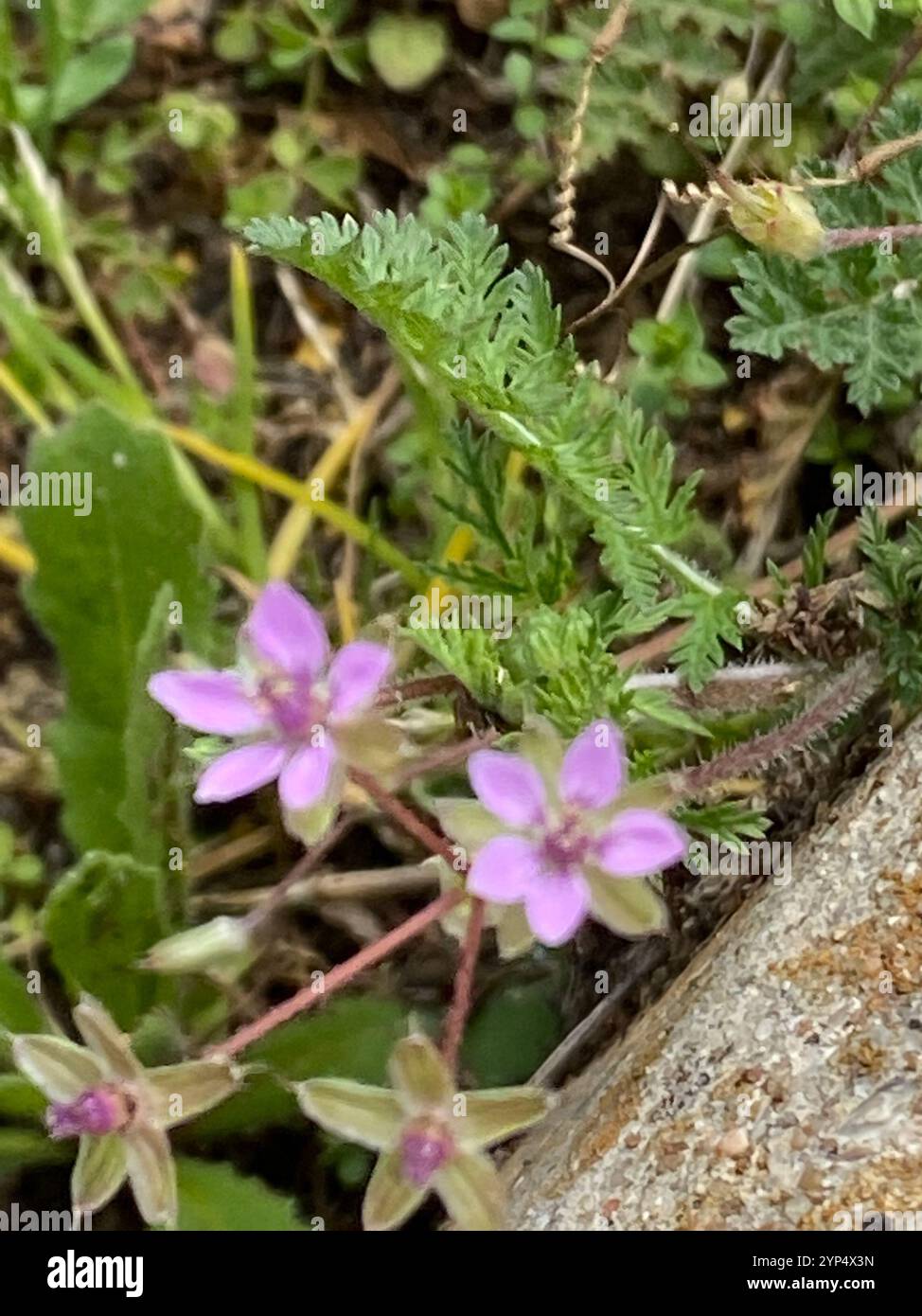 Redstem Stork's-bill (Erodium cicutarium Stock Photo - Alamy