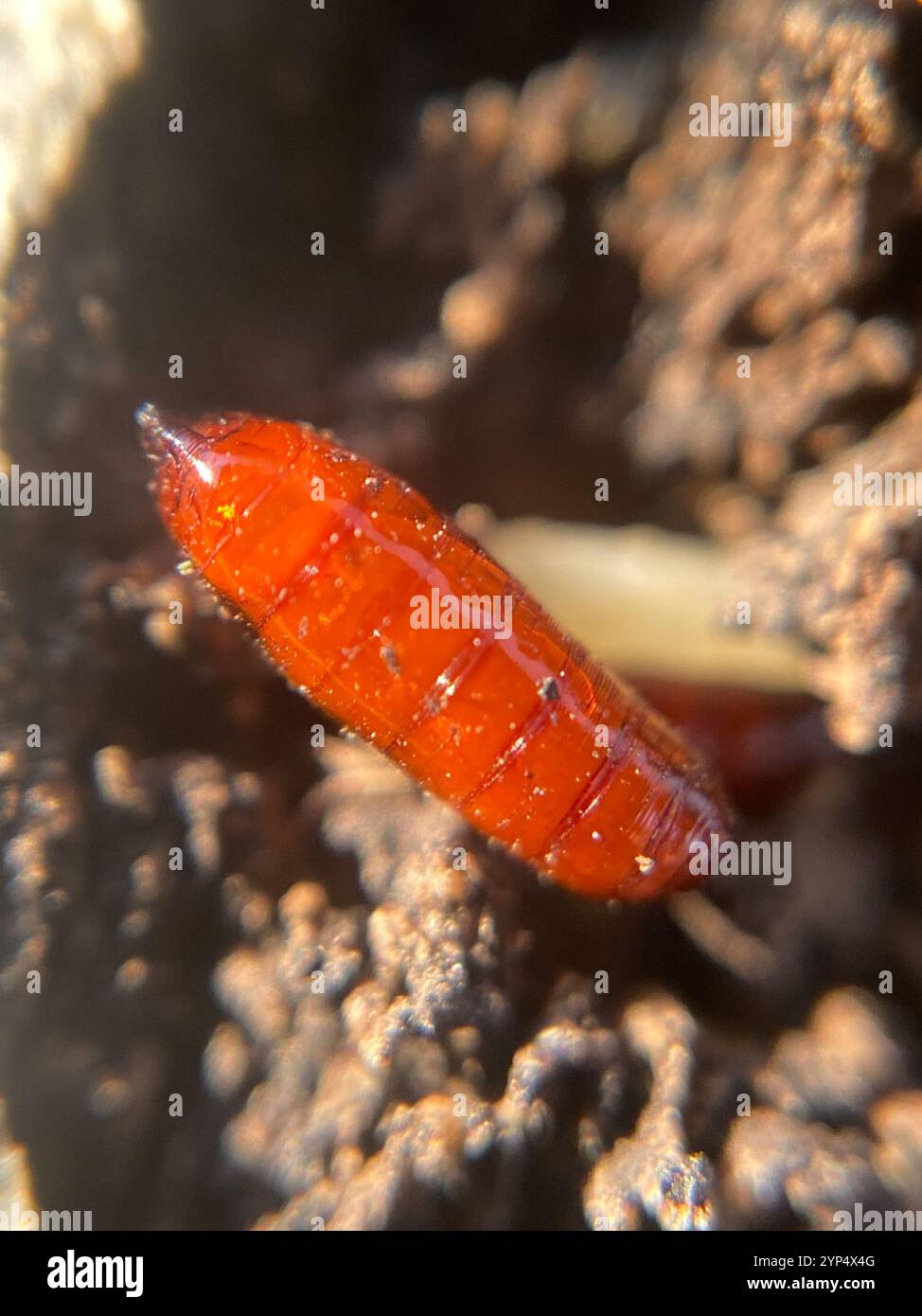 Cyclorrhaphan Flies (Cyclorrhapha Stock Photo - Alamy