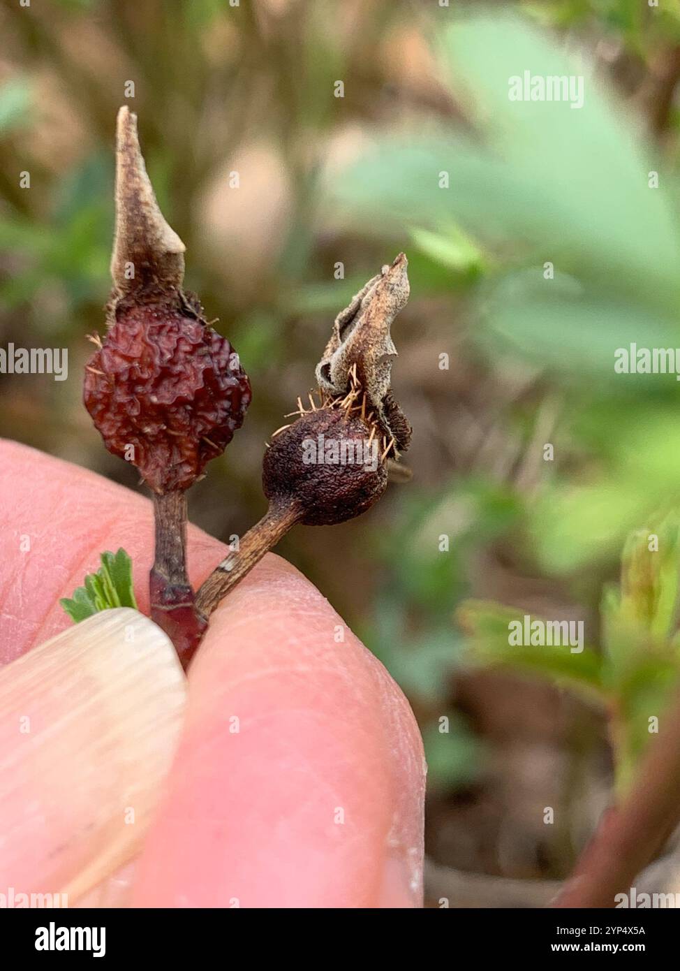 White prairie rose (Rosa foliolosa Stock Photo - Alamy