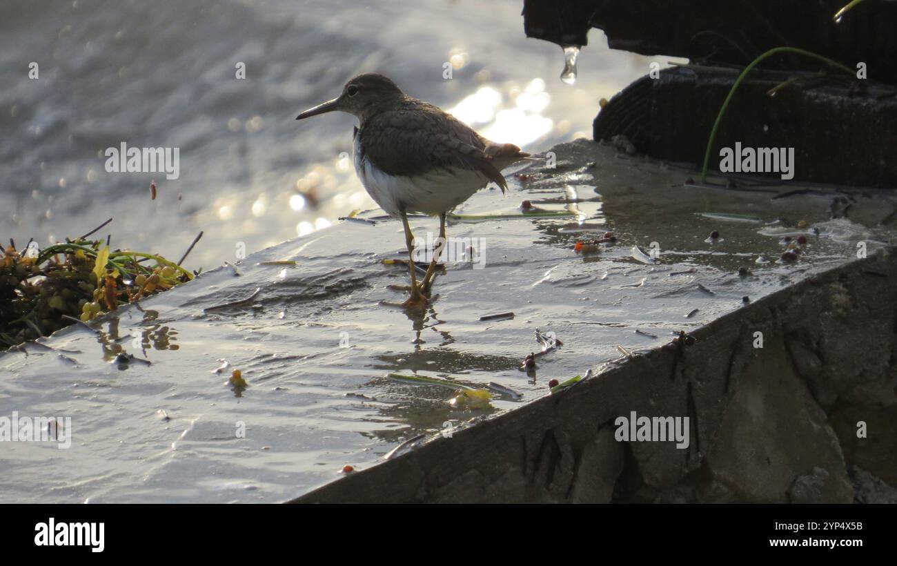 Spotted Sandpiper (Actitis macularius Stock Photo - Alamy