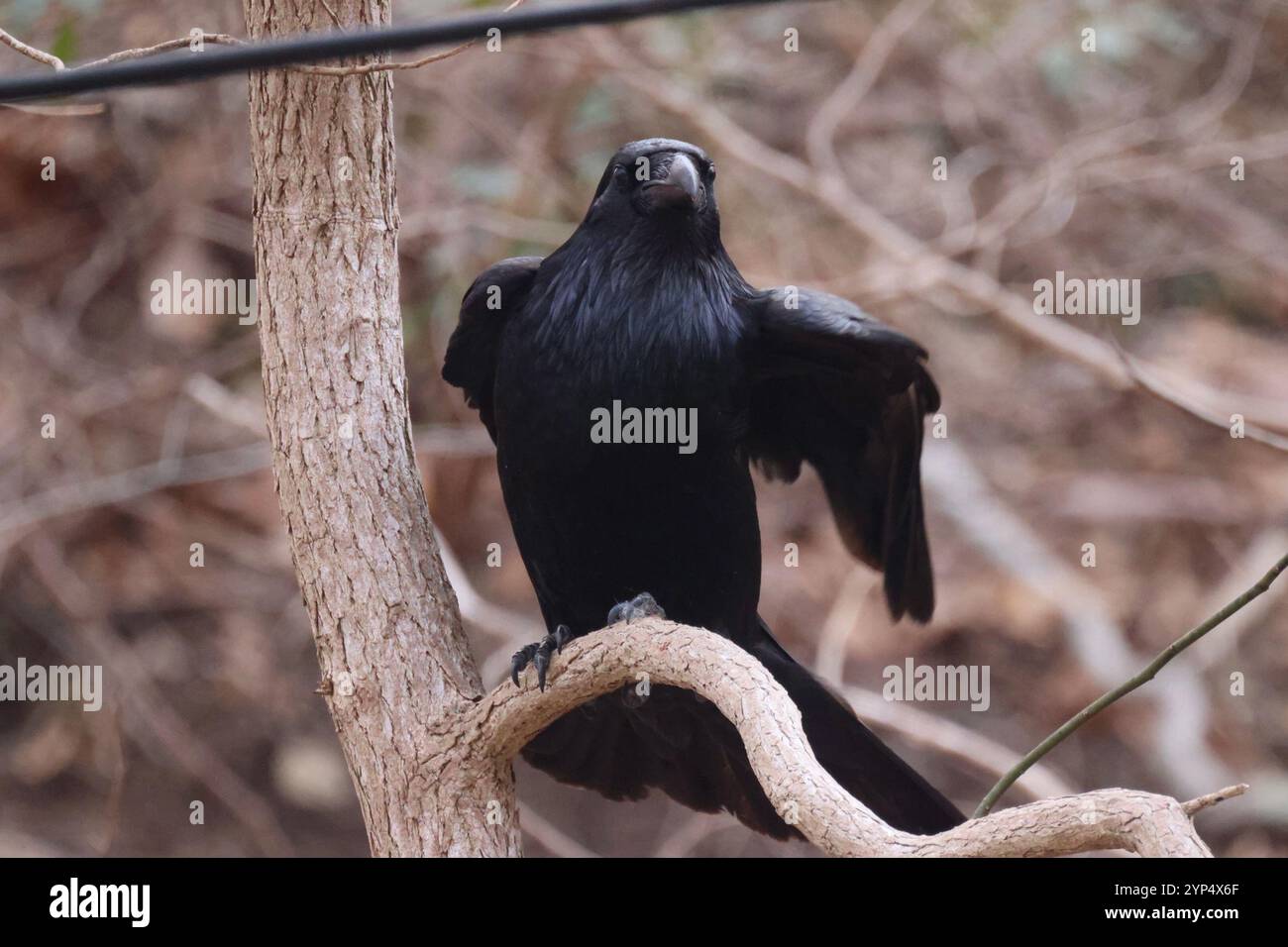 Common Raven (Corvus corax Stock Photo - Alamy