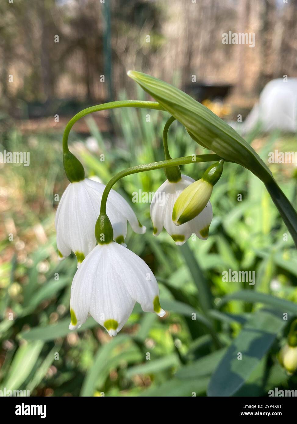 Summer snowflake (Leucojum aestivum Stock Photo - Alamy