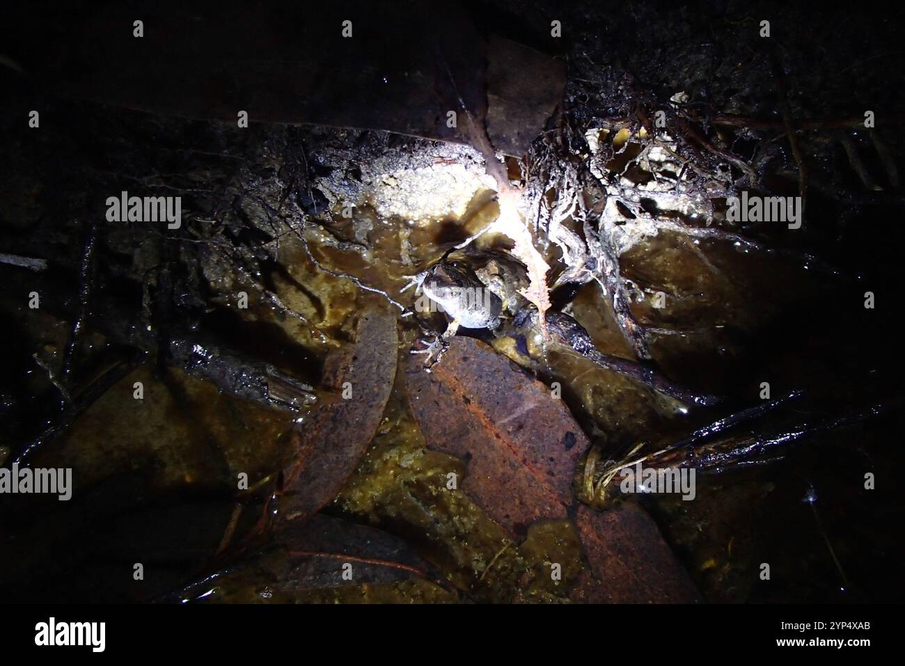 Common Eastern Froglet (Crinia signifera Stock Photo - Alamy