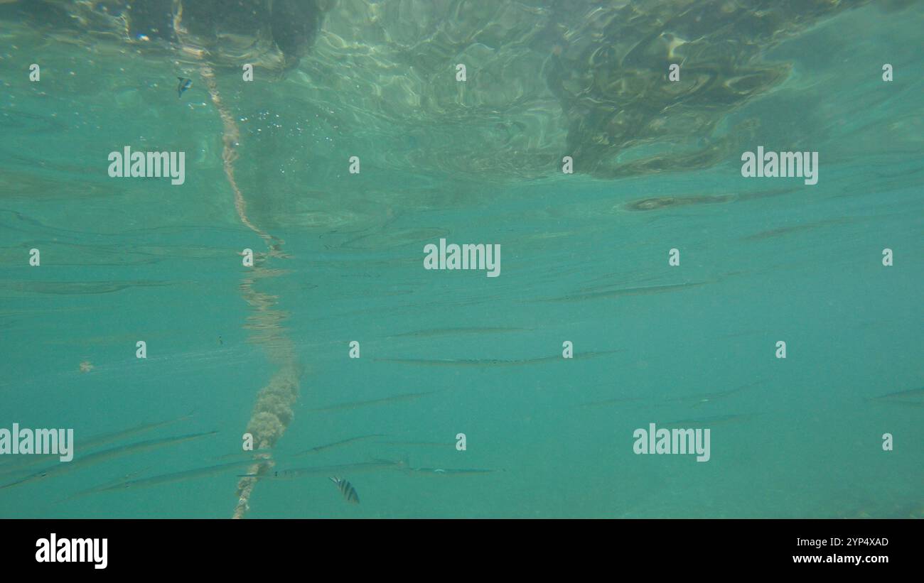 Houndfish (Tylosurus crocodilus Stock Photo - Alamy