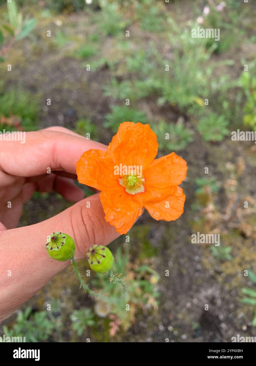 fire poppy (Papaver californicum Stock Photo - Alamy