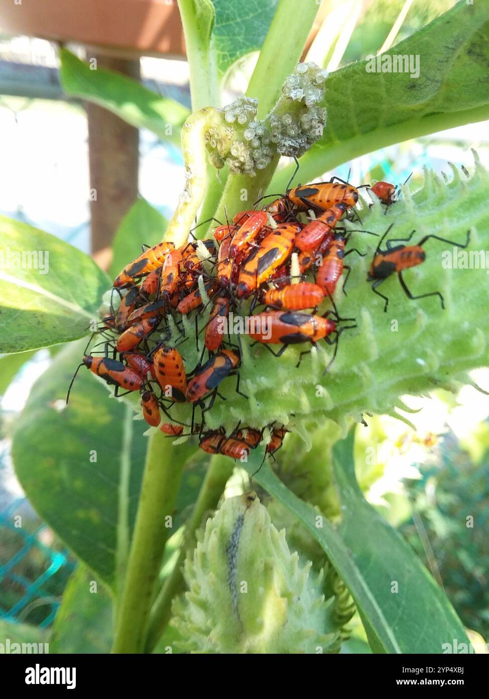 Large Milkweed Bug (Oncopeltus fasciatus Stock Photo - Alamy
