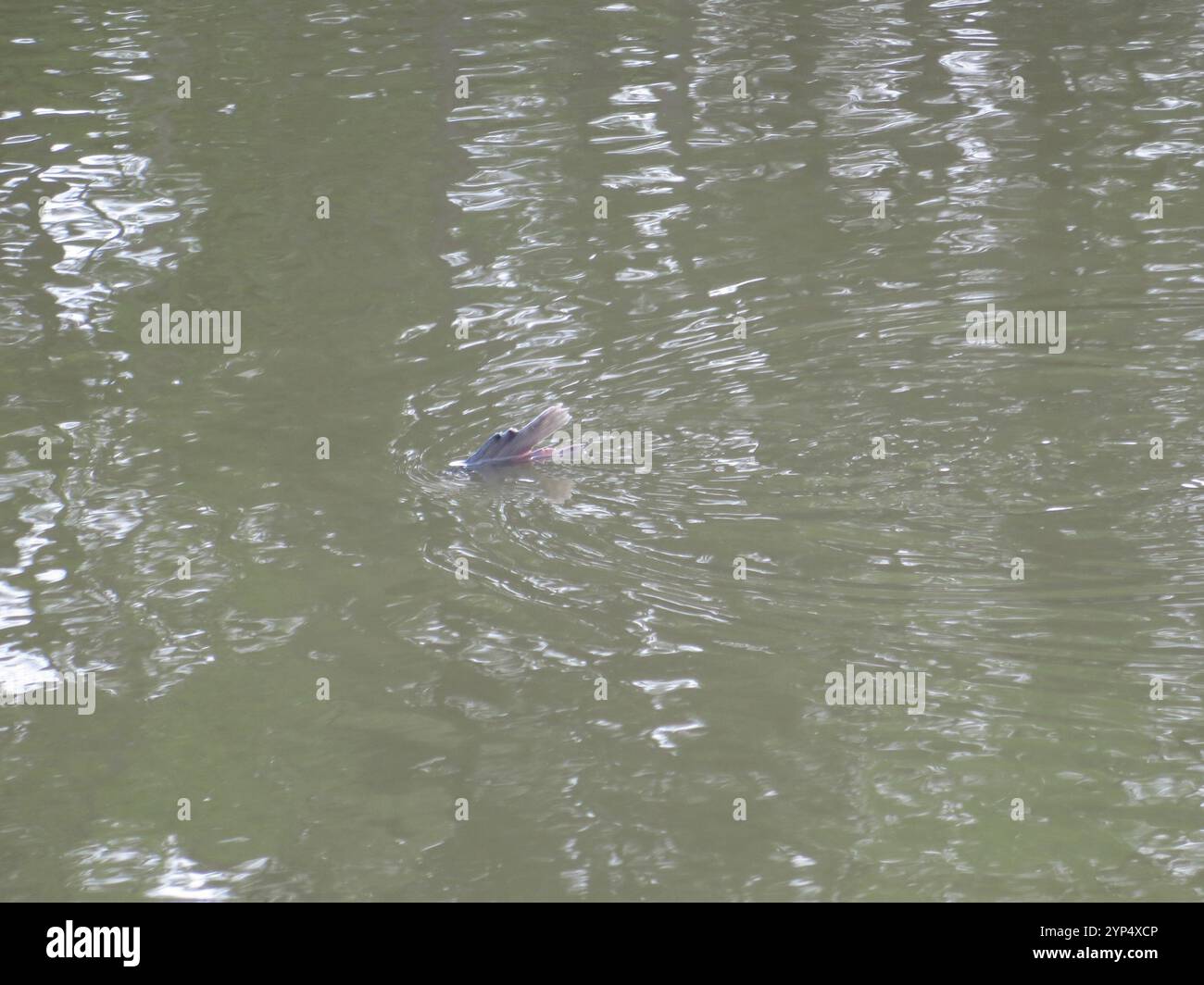Ray-finned Fishes (Actinopterygii Stock Photo - Alamy