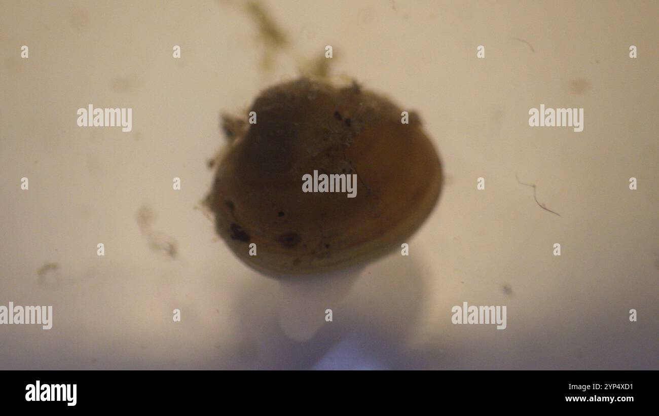 Pea Clams (Sphaeriidae Stock Photo - Alamy