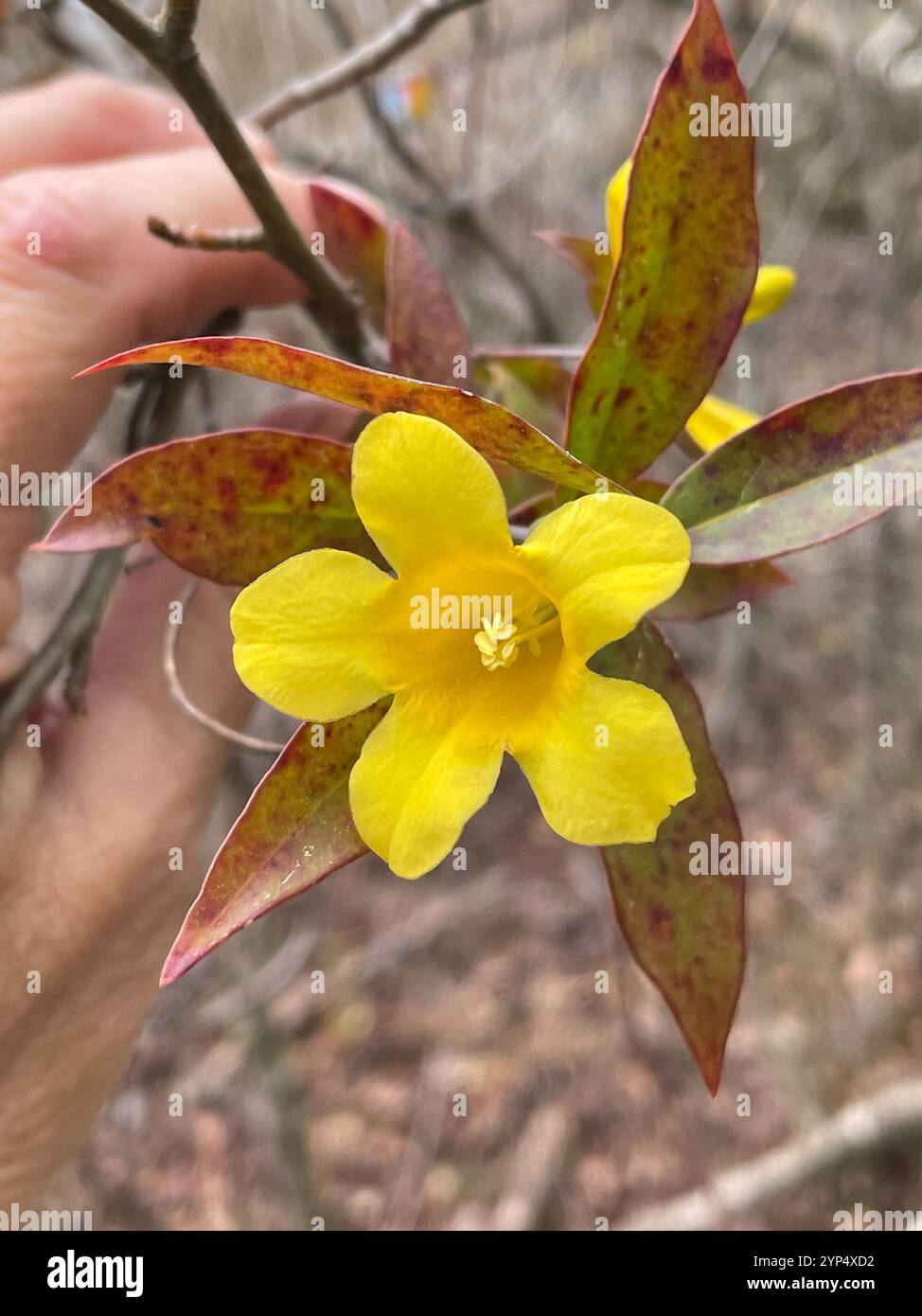 yellow jessamine (Gelsemium sempervirens Stock Photo - Alamy