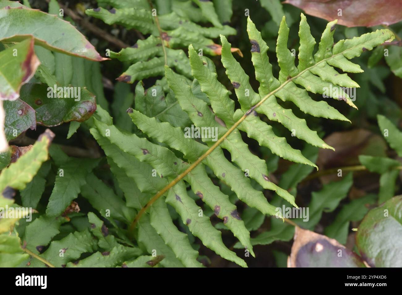 licorice fern (Polypodium glycyrrhiza Stock Photo - Alamy