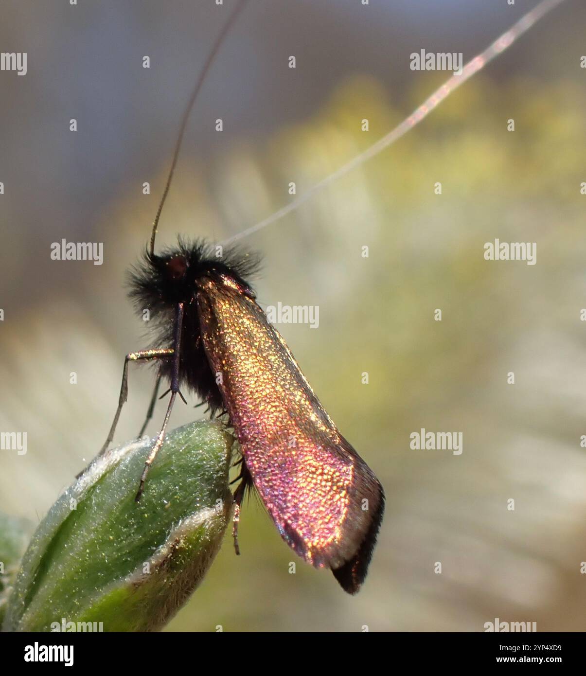 Early Longhorn (Adela cuprella Stock Photo - Alamy
