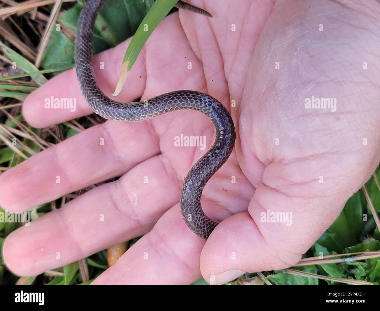 Eastern Worm Snake (Carphophis amoenus Stock Photo - Alamy