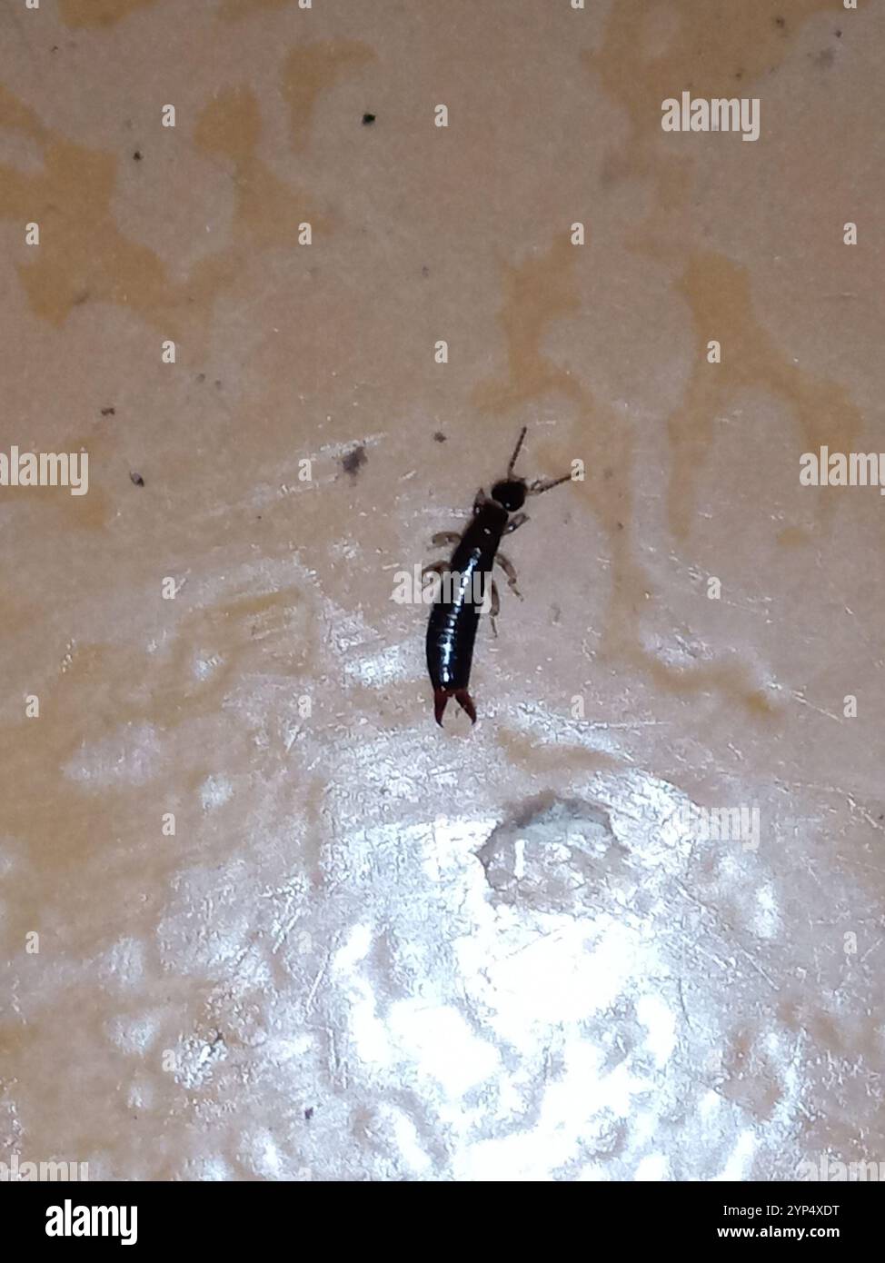 Ring-legged Earwig (Euborellia annulipes Stock Photo - Alamy