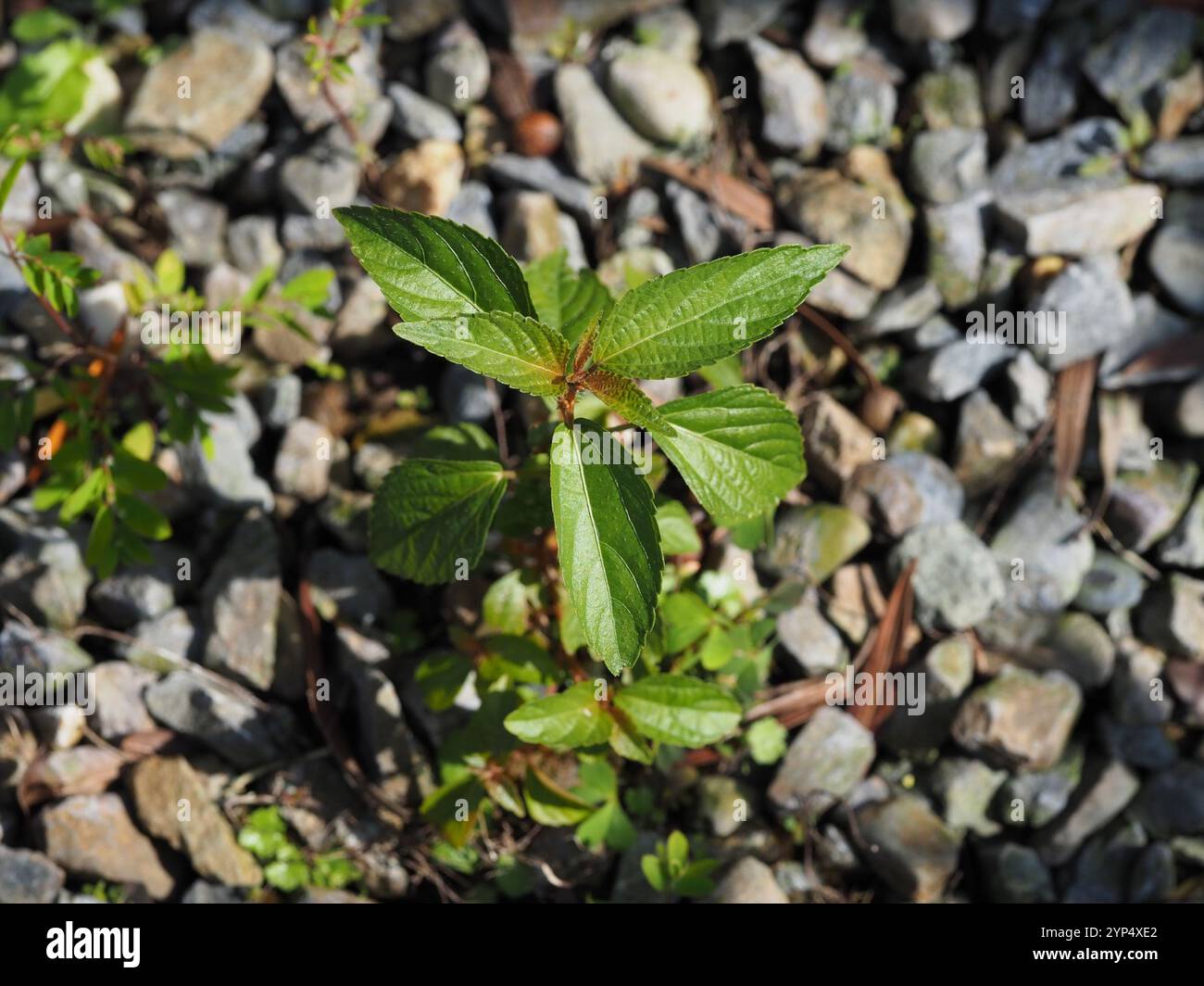 Acalypha australis hi-res stock photography and images - Alamy