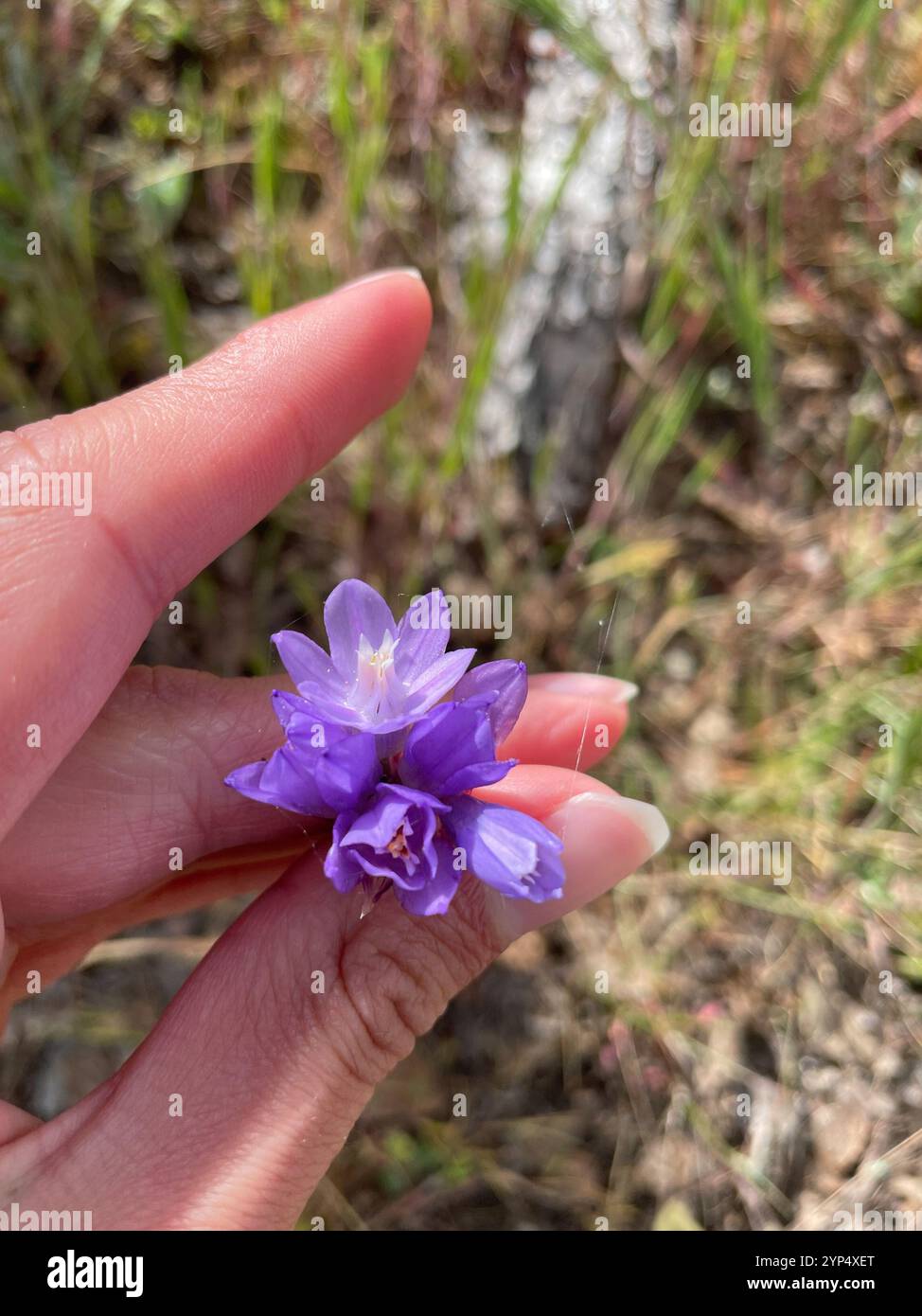 Blue Dicks (Dipterostemon capitatus Stock Photo - Alamy