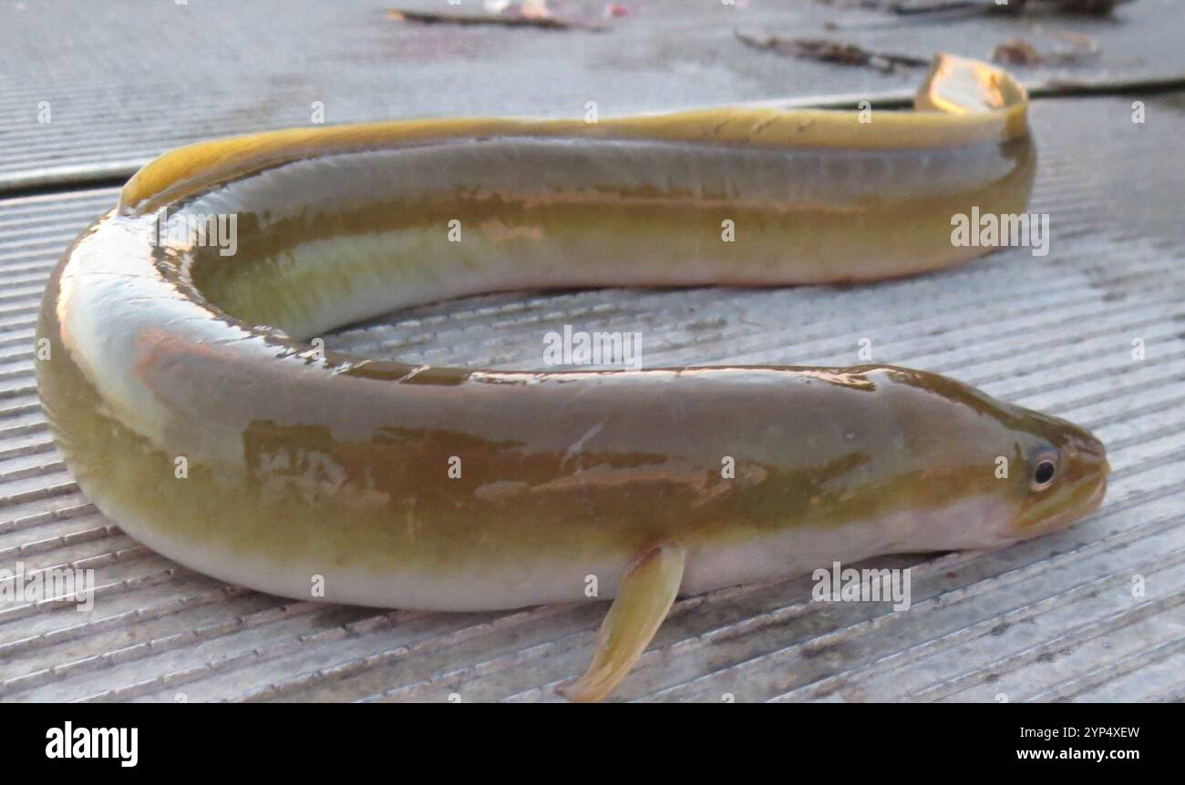 American Eel (Anguilla rostrata Stock Photo - Alamy