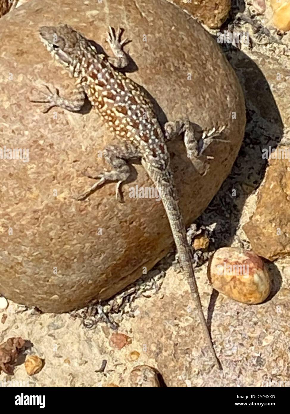 Western Side-blotched Lizard (Uta stansburiana elegans Stock Photo - Alamy