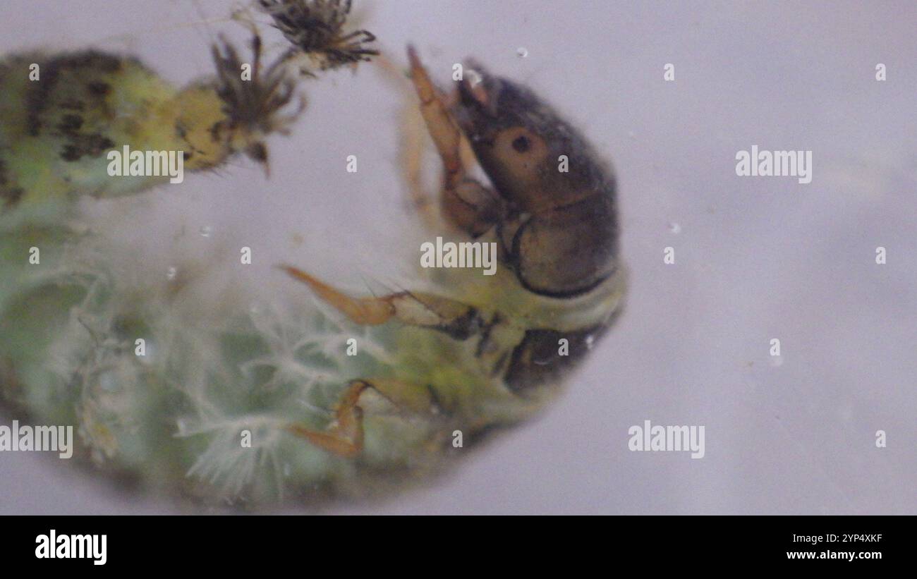 Net-spinning Caddisflies (Hydropsychidae Stock Photo - Alamy