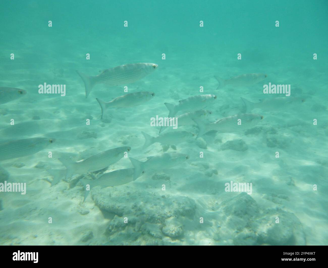 White Mullet (Mugil curema Stock Photo - Alamy