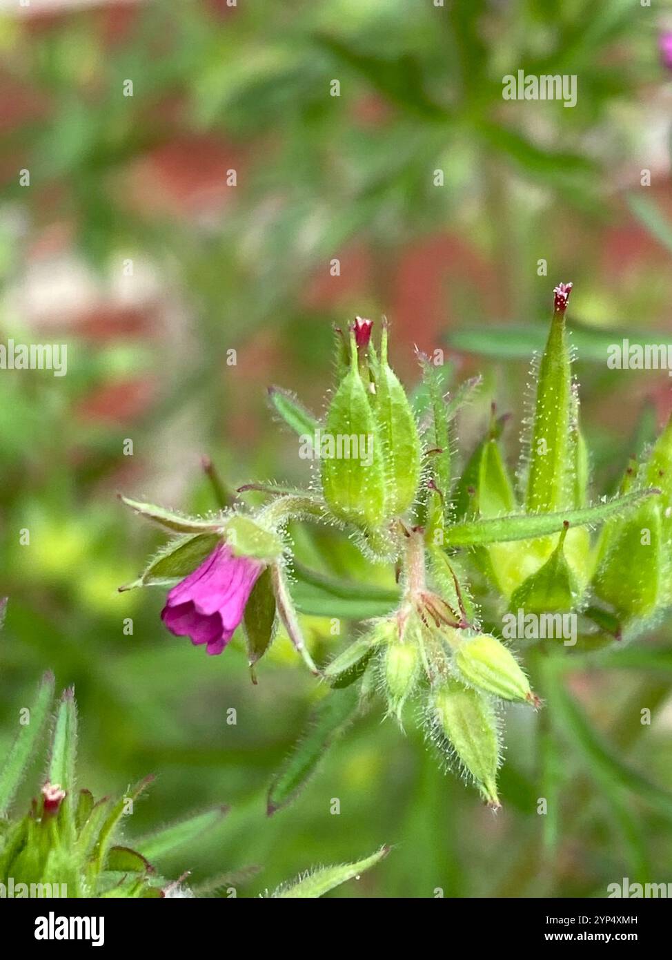 Cut-leaved crane's-bill (Geranium dissectum Stock Photo - Alamy