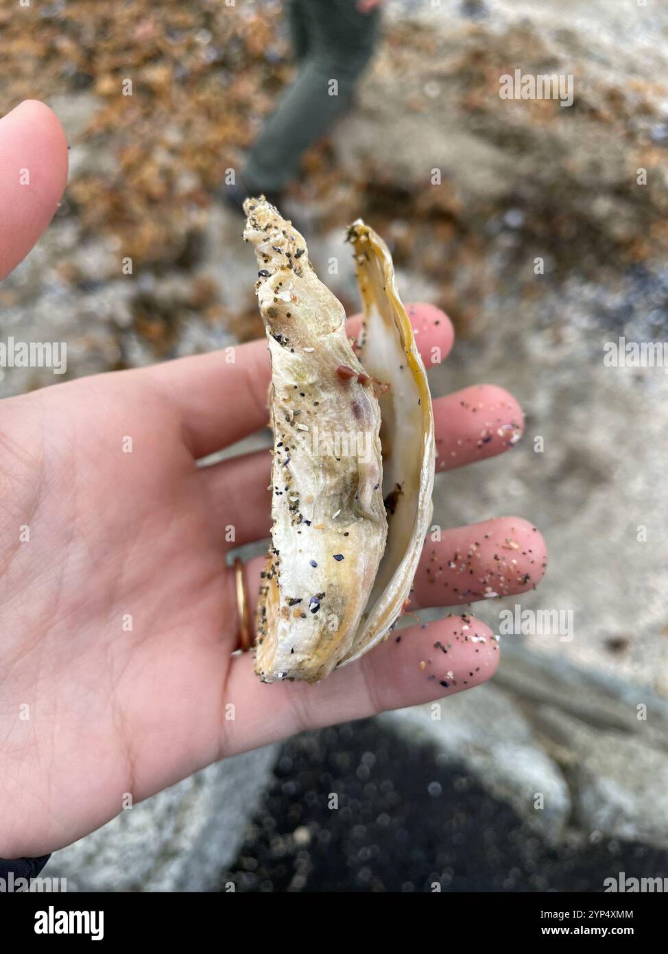 Pacific Oyster (Magallana gigas Stock Photo - Alamy