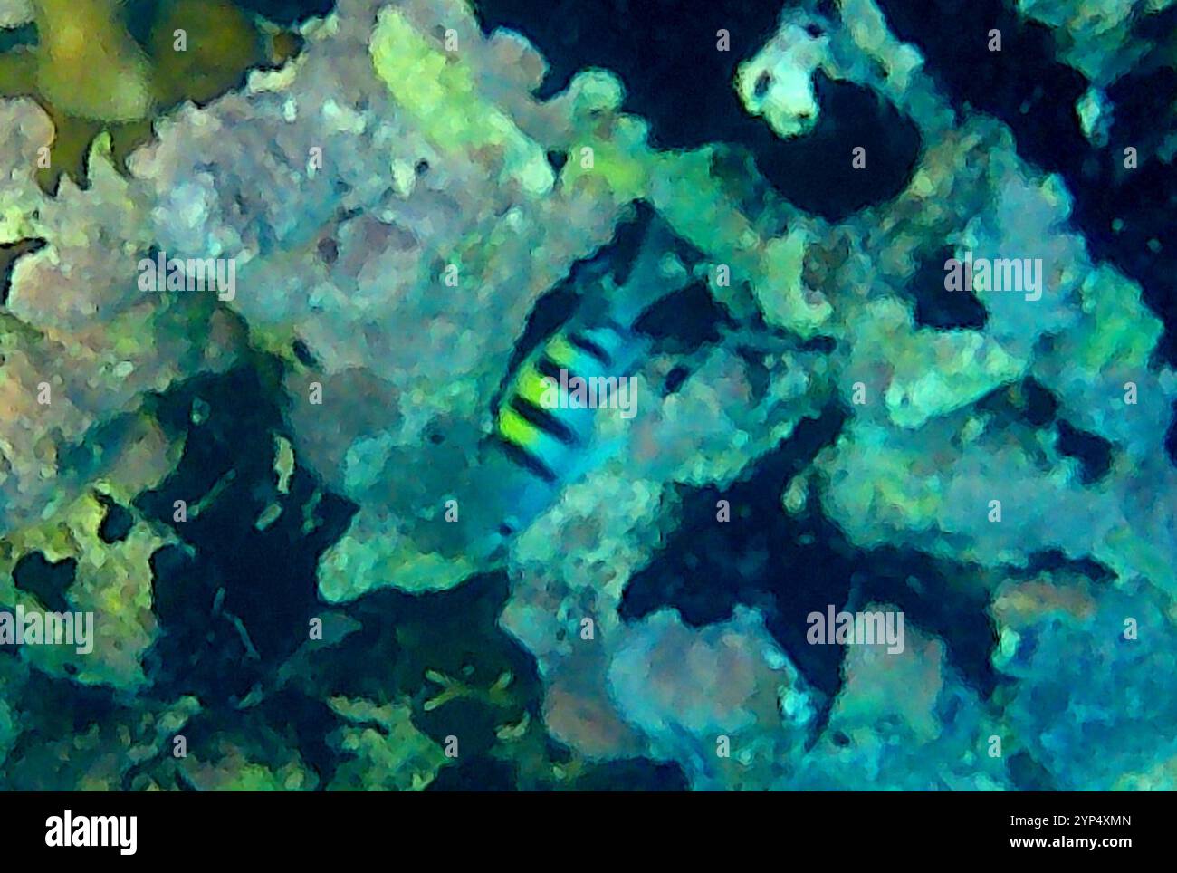 Atlantic Sergeant Major (Abudefduf saxatilis Stock Photo - Alamy