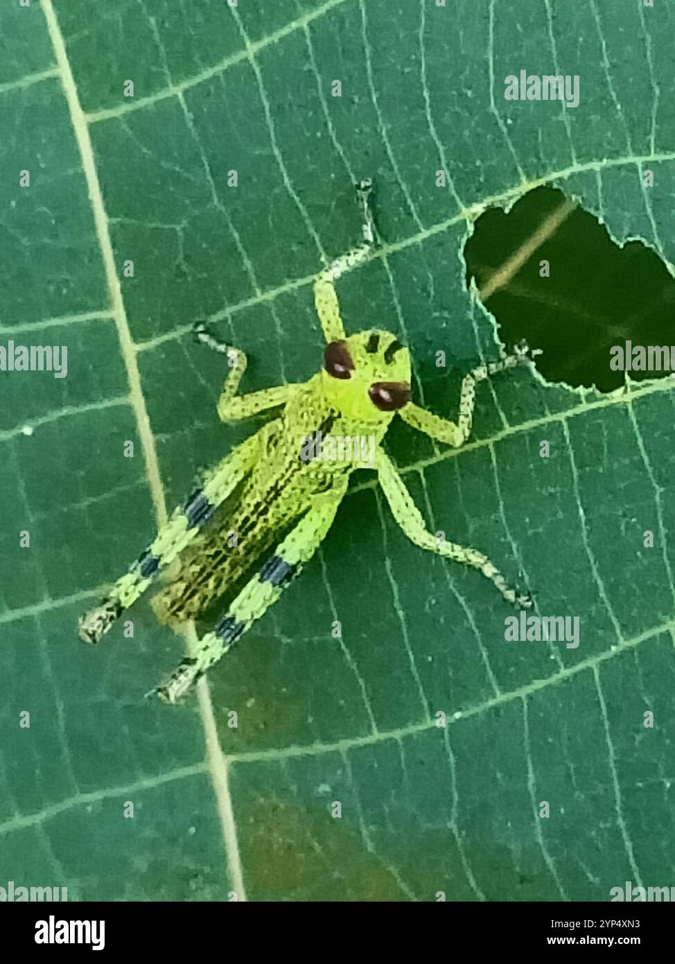 Giant Grasshopper (Valanga irregularis Stock Photo - Alamy