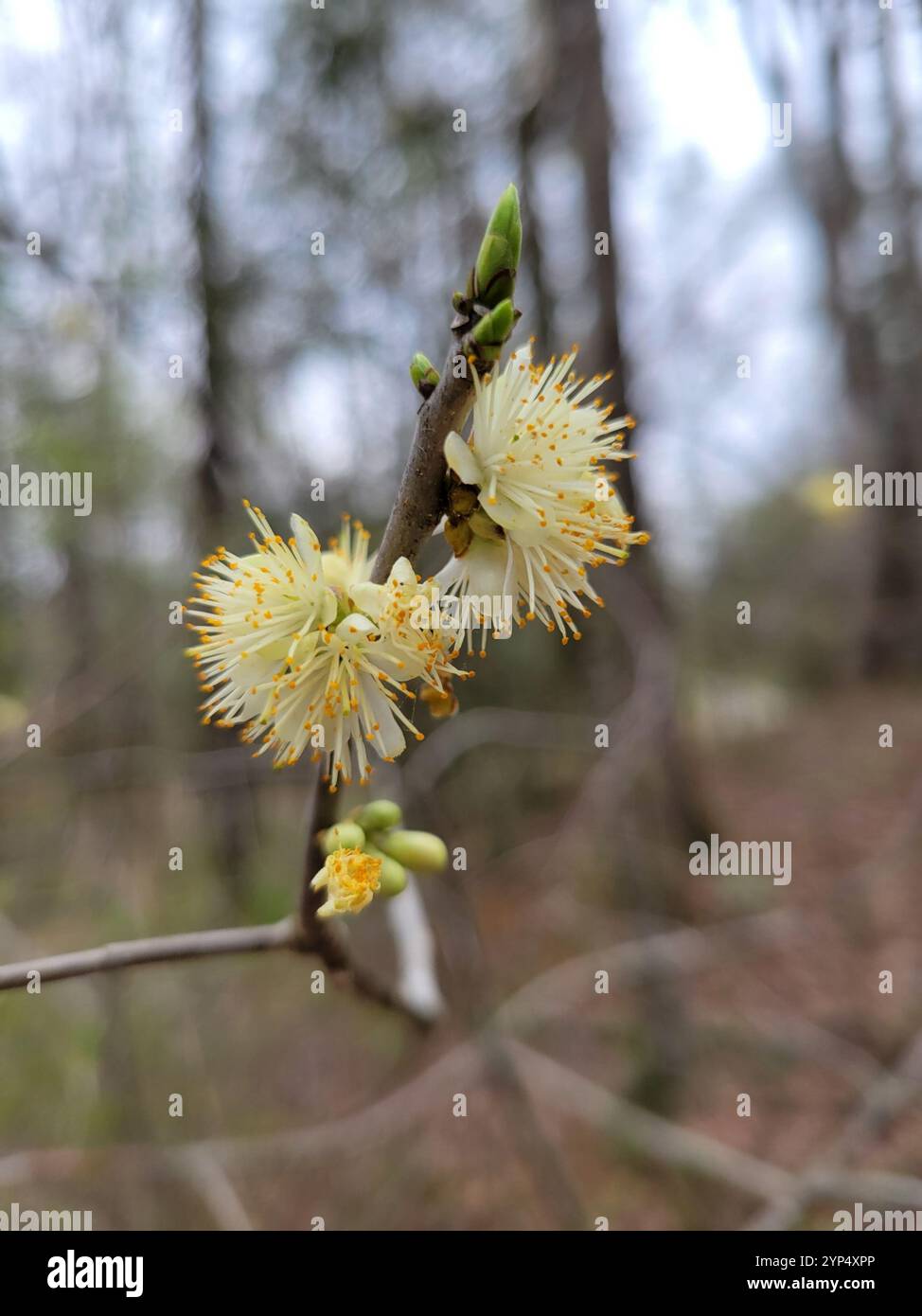 Sweetleaf (Symplocos tinctoria Stock Photo - Alamy