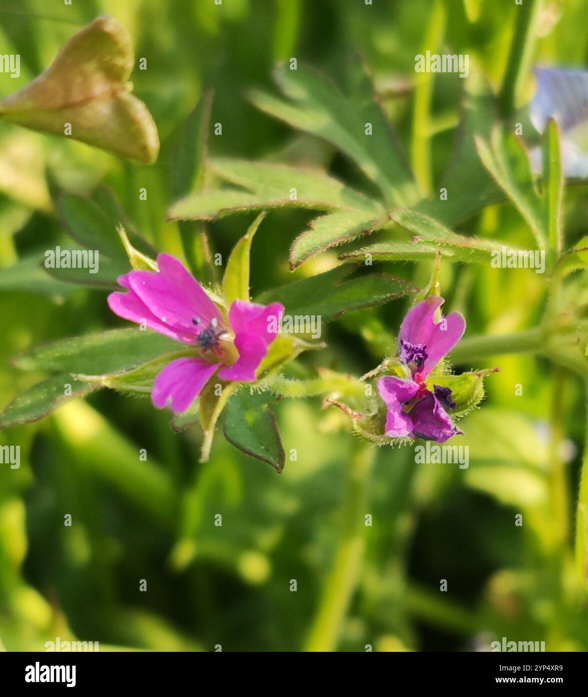 Cut-leaved crane's-bill (Geranium dissectum Stock Photo - Alamy
