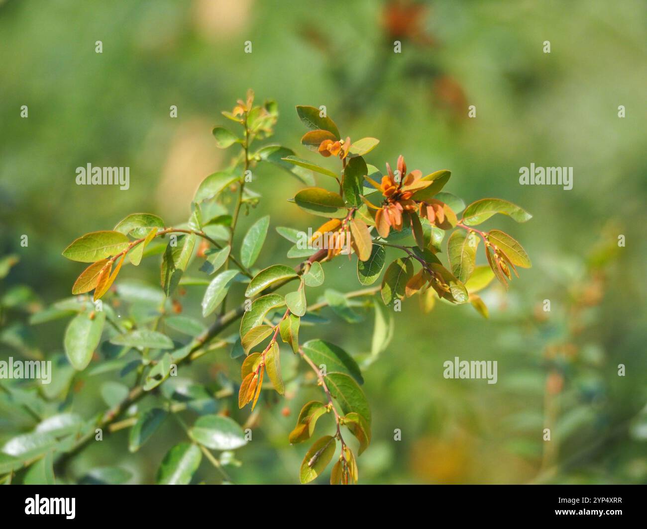 potato-smell (Phyllanthus reticulatus Stock Photo - Alamy