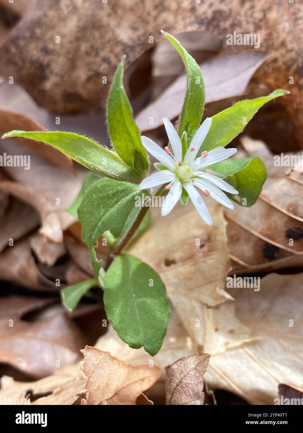 star chickweed (Stellaria pubera Stock Photo - Alamy