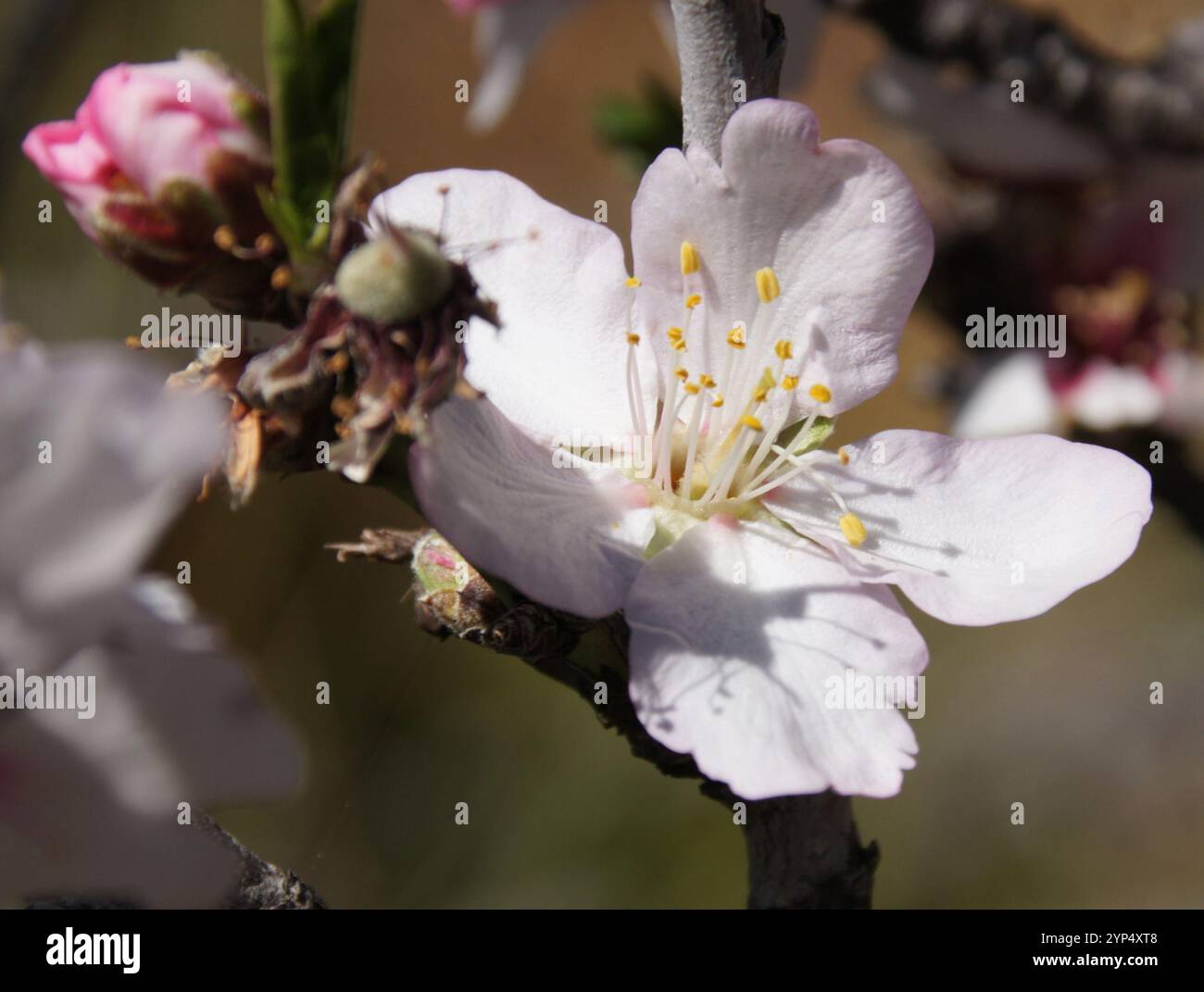 Almond (Prunus amygdalus Stock Photo - Alamy