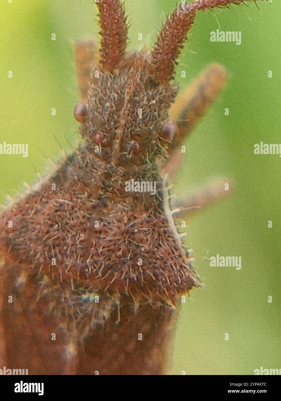 Denticulate Leatherbug (Coriomeris denticulatus Stock Photo - Alamy