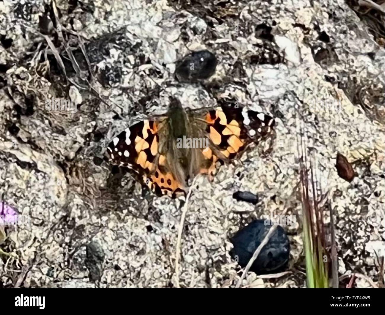 Painted Lady (Vanessa cardui Stock Photo - Alamy