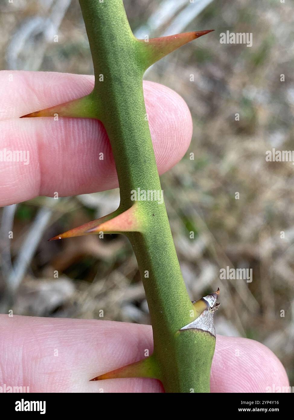 roundleaf greenbrier (Smilax rotundifolia Stock Photo - Alamy