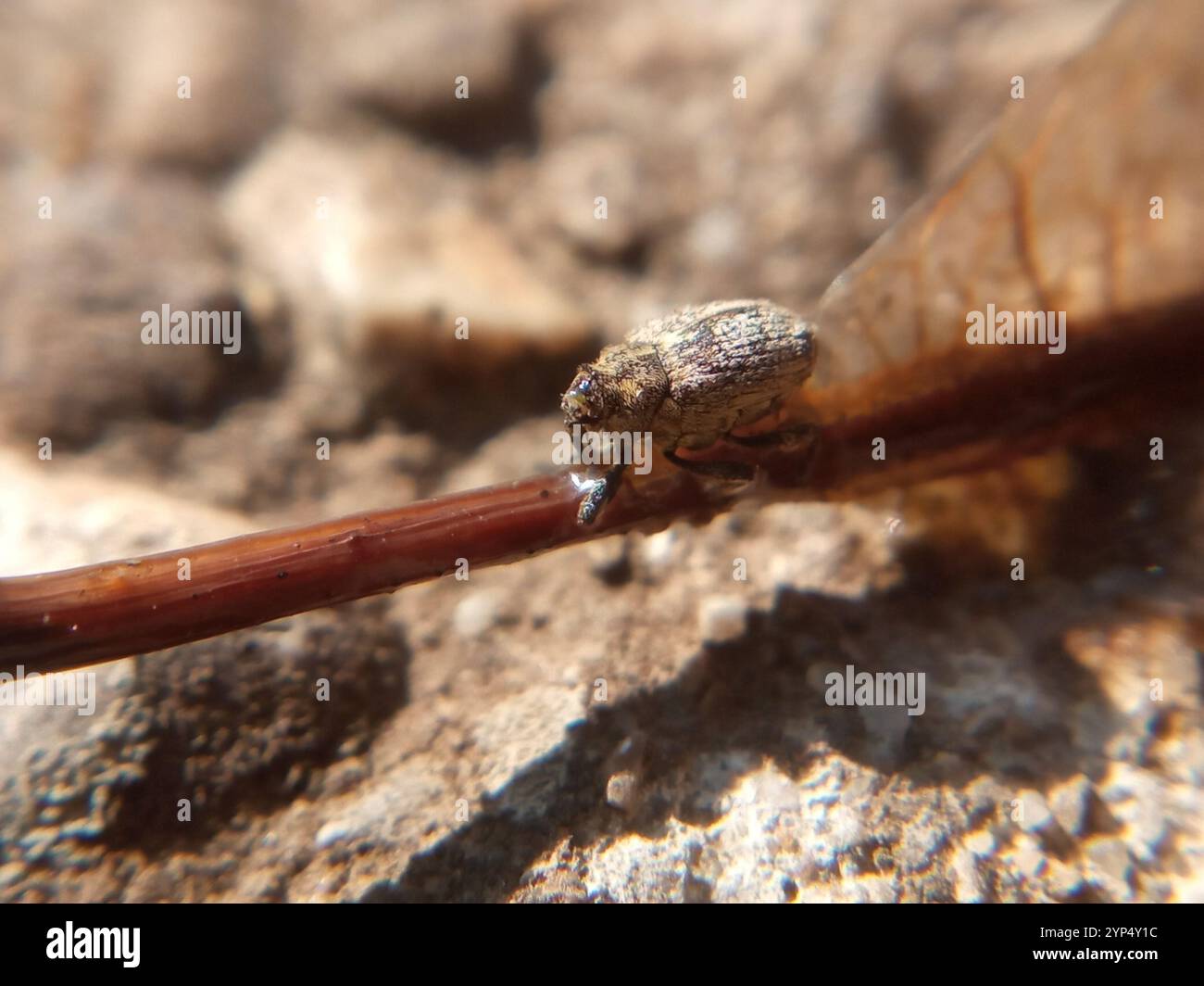 Cabbage Stem Weevil (Ceutorhynchus pallidactylus Stock Photo - Alamy