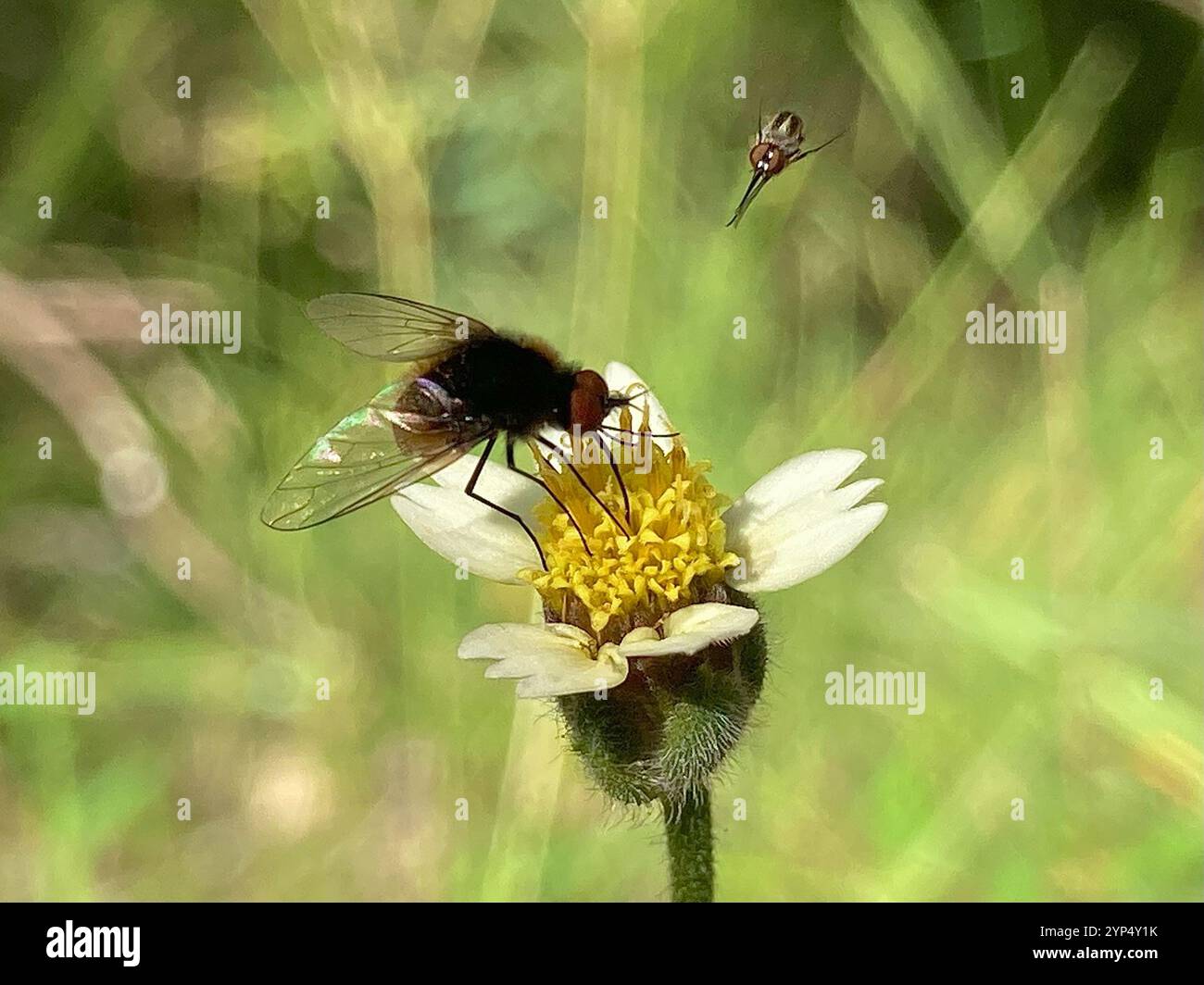 Bee Flies (Bombyliidae Stock Photo - Alamy